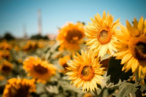 August Sternzeichen: Wie ist der Löwe?